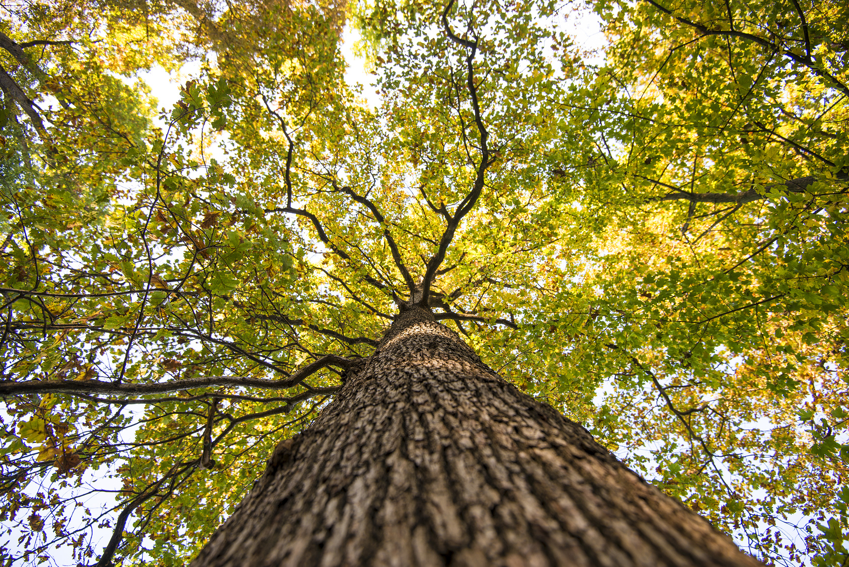 Commercial Tree Health Management Services Boston & Cape Cod