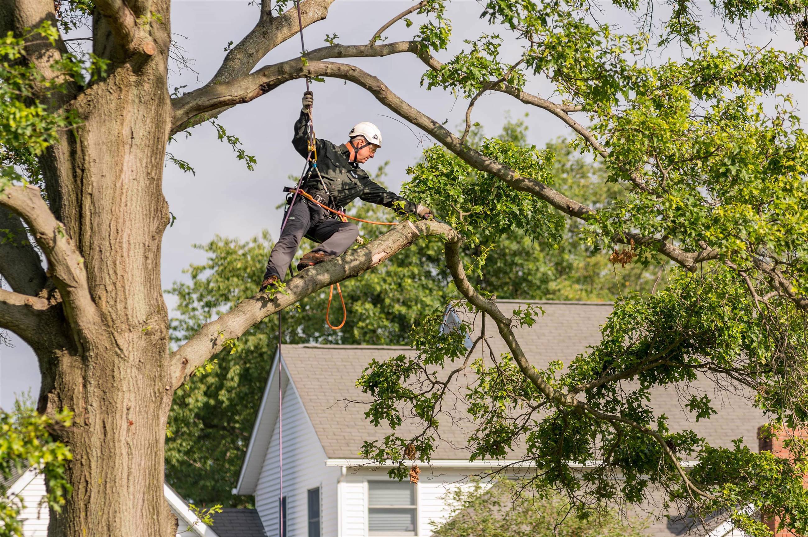 Massachusetts Tree & Landscape Services | Hartney Greymont