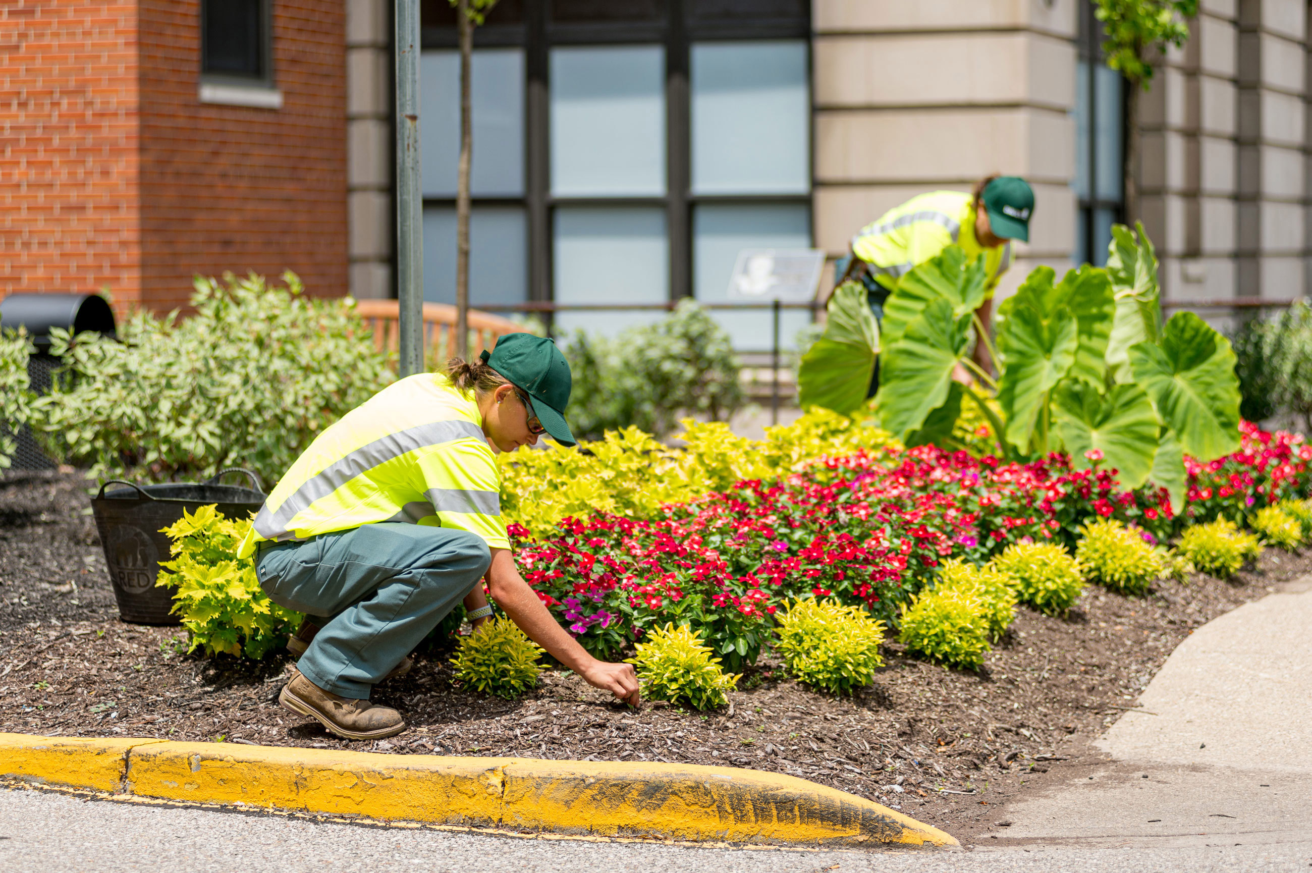 Commercial Tree Care