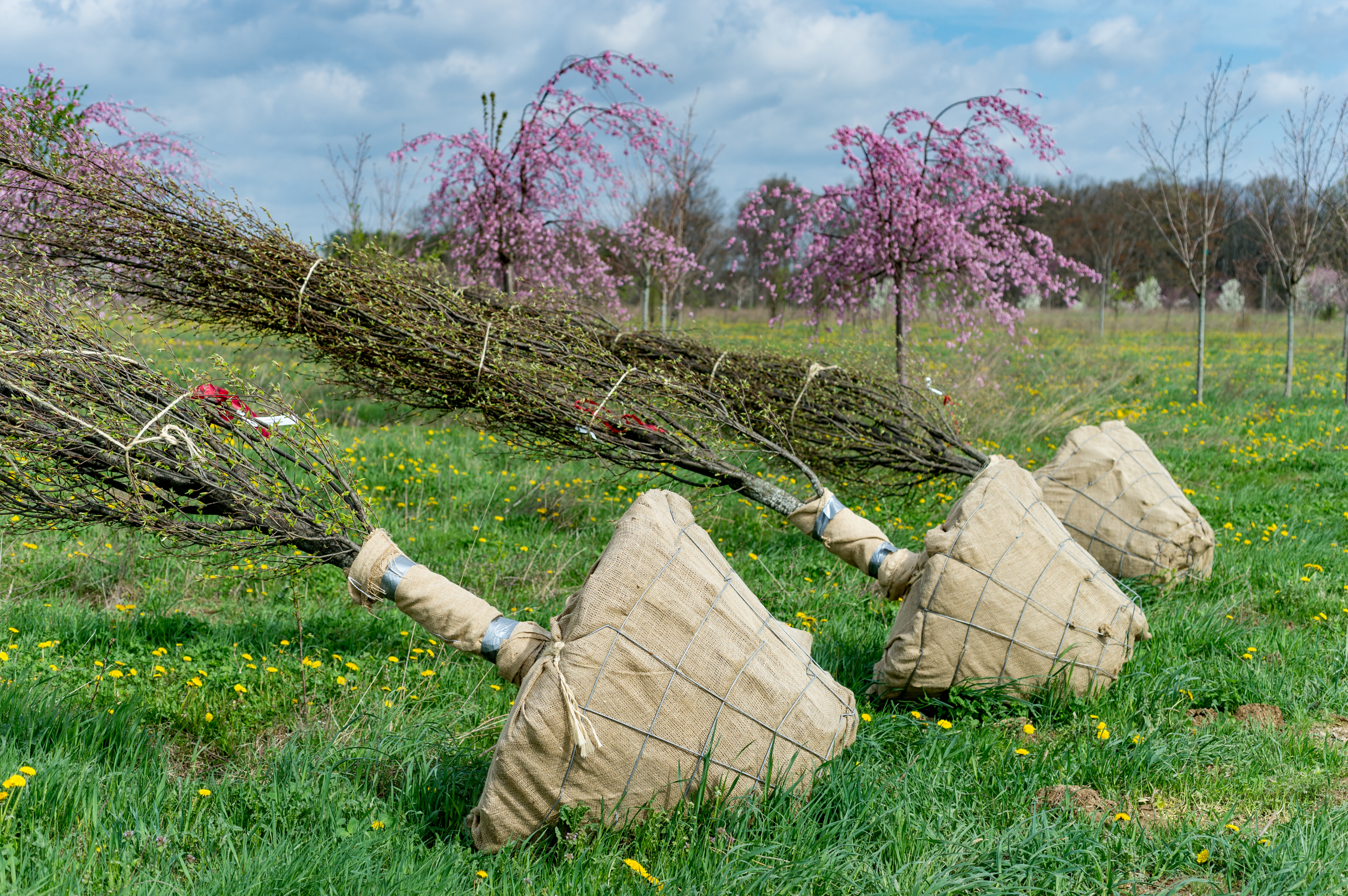 Commercial Tree Planting & Transplanting Boston & Cape Cod