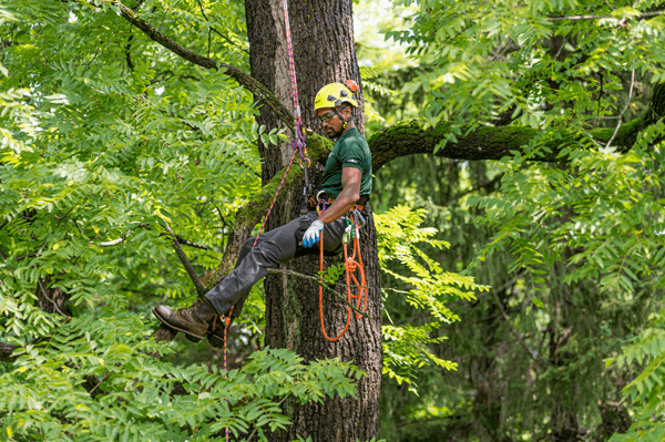 Hartney Greymont Tree Services In Needham, MA