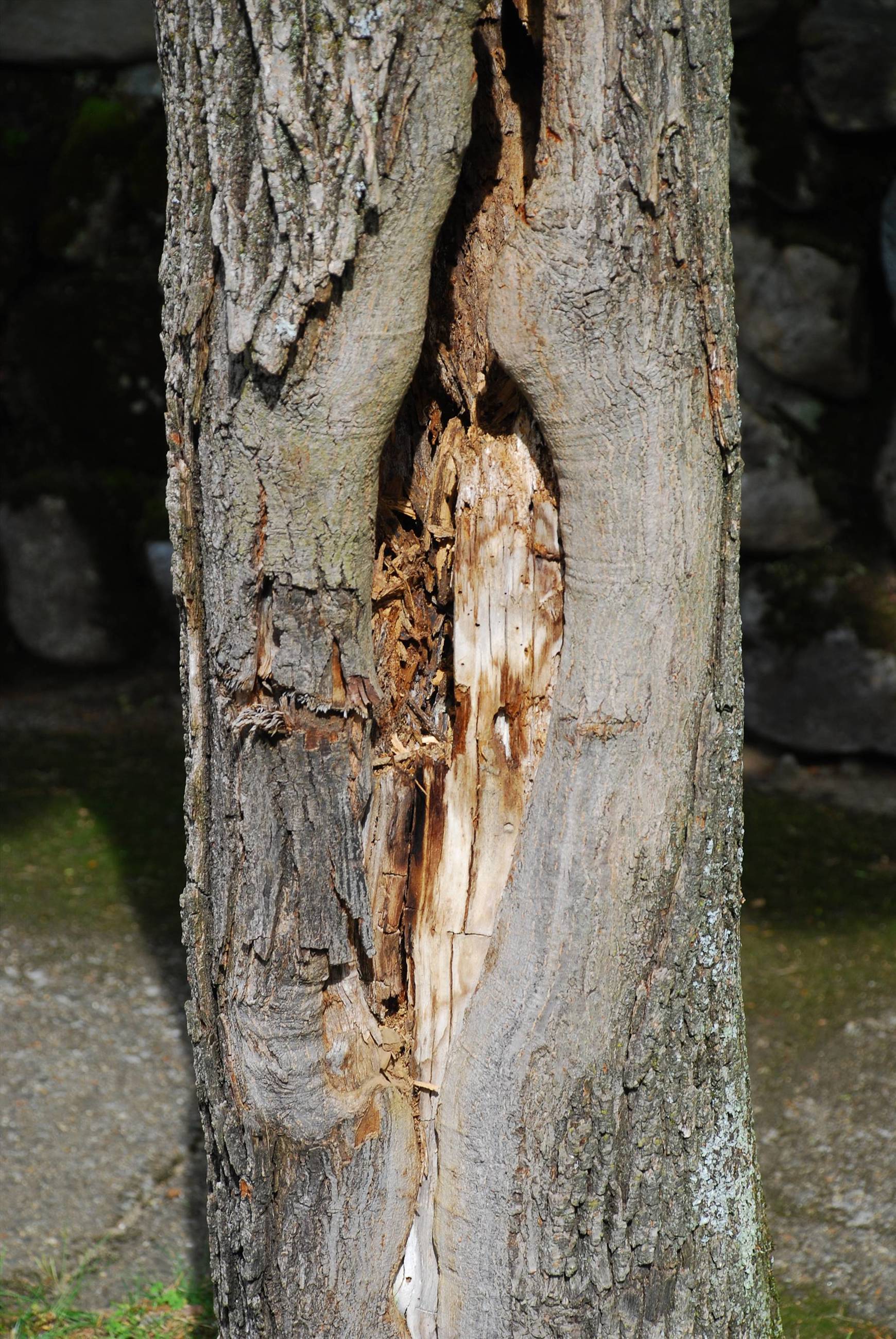 Why Does My Evergreen Tree Look Sick? | Hartney Greymont