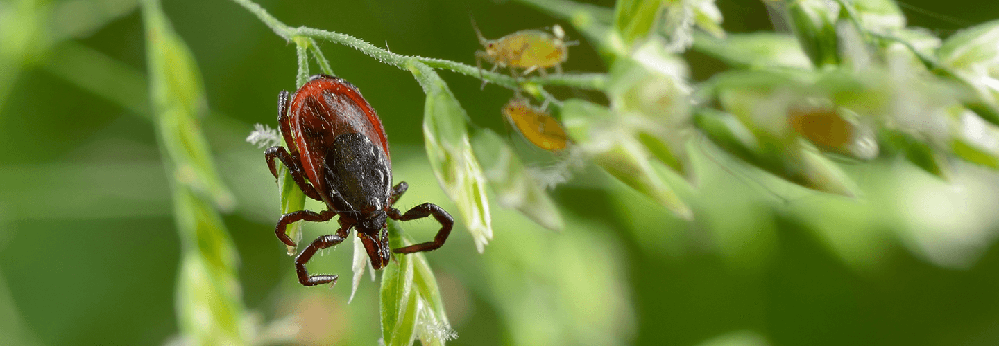 Tick Treatments Near Boston & Cape Cod Areas