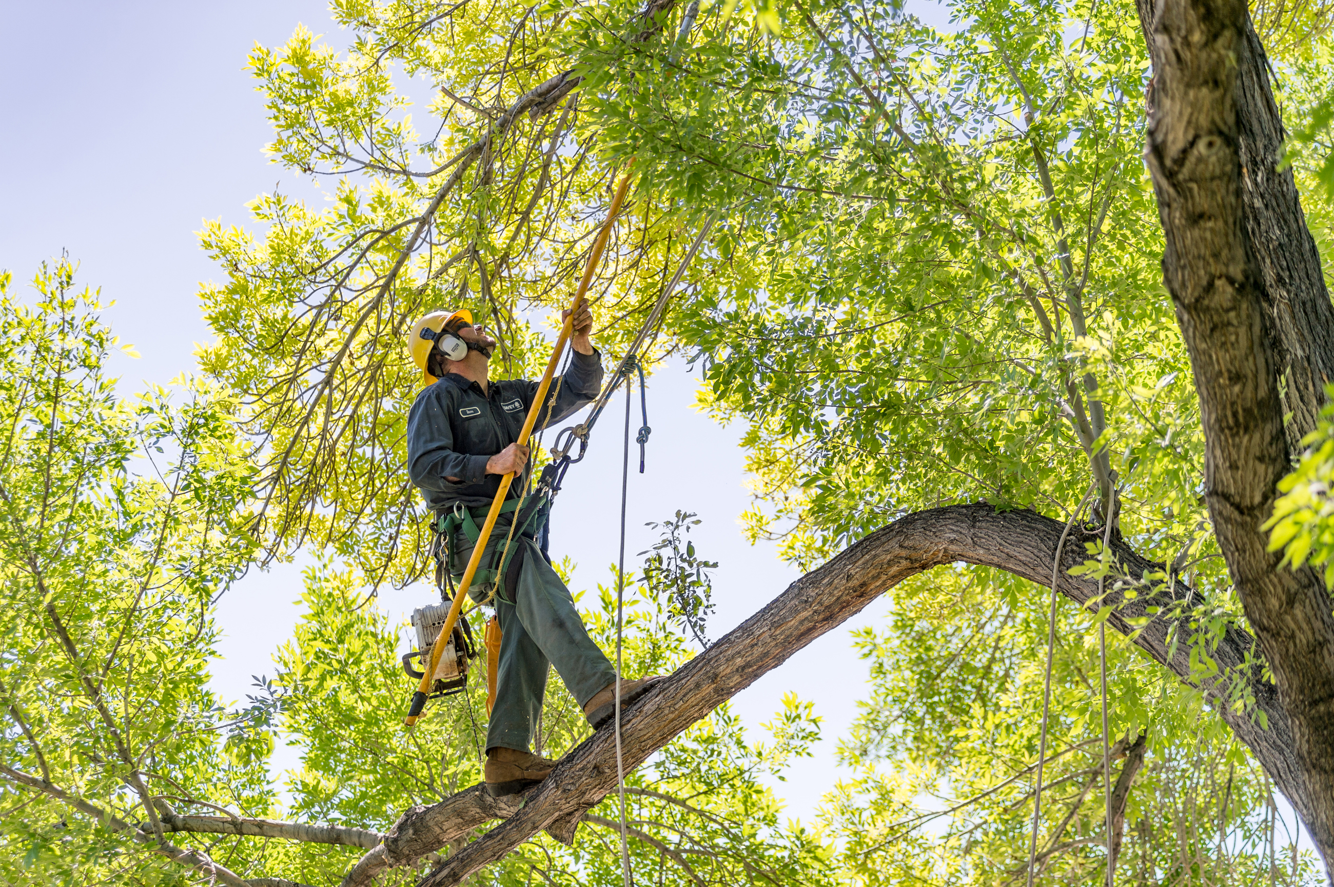 Commercial Tree Pruning & Shrub Trimming Boston & Cape Cod