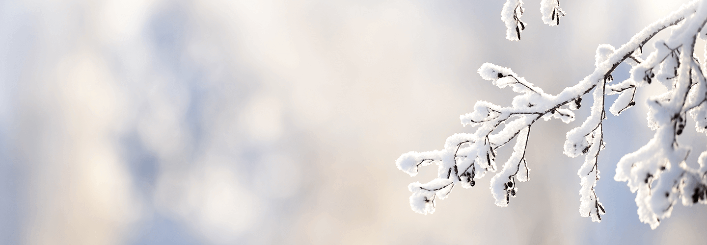 Winter Bites in Boston | Winter Tree Care Tips