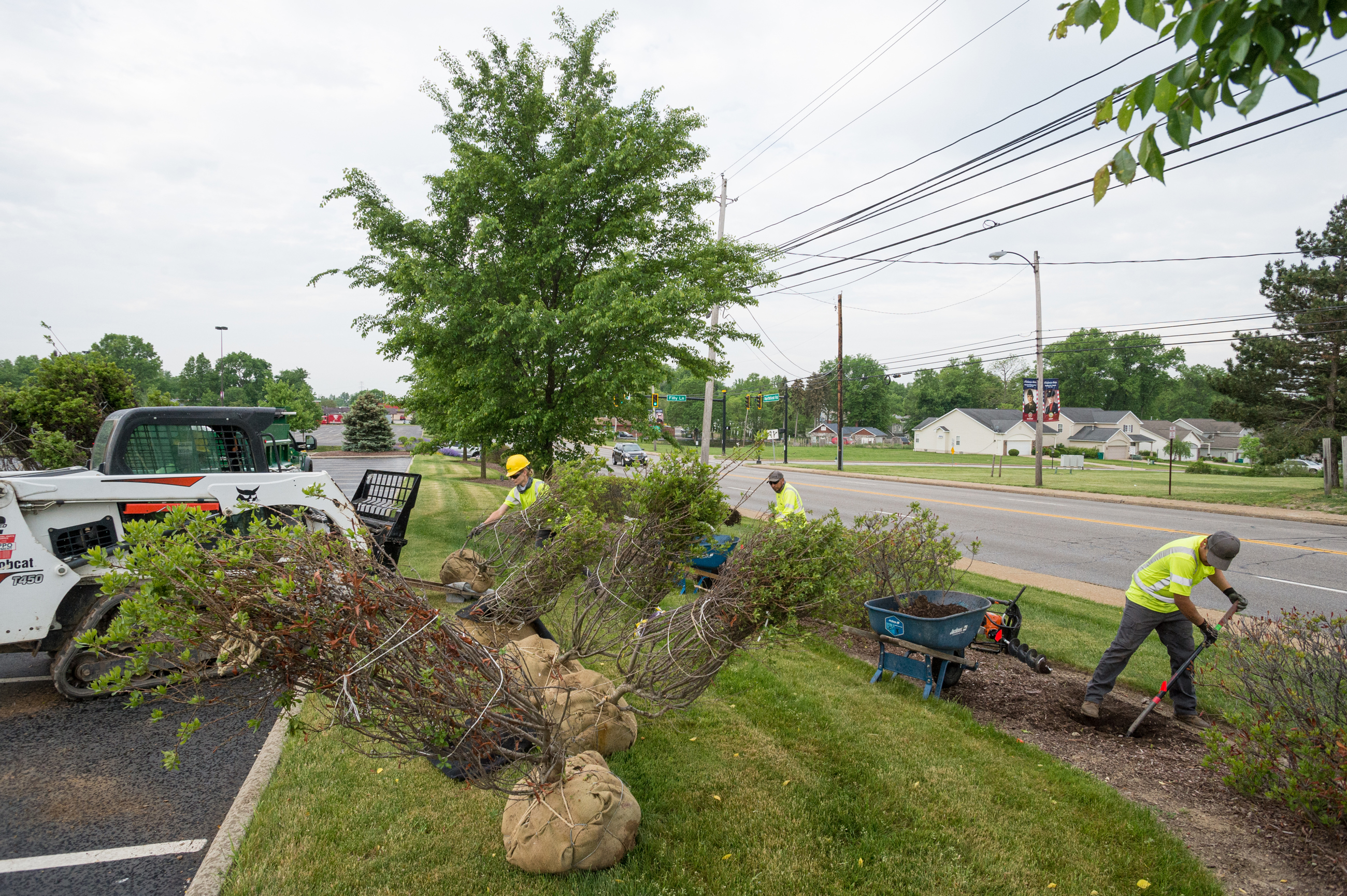 Commercial Tree Planting & Transplanting Boston & Cape Cod