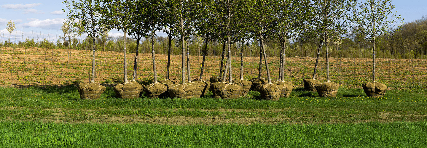 Residential Tree Planting Services Near Cape Cod & Boston Areas